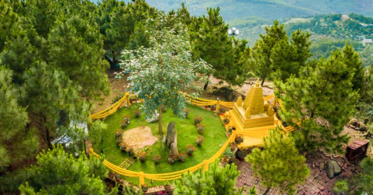 The sacred Bodhi tree: A miraculous appearance amid the pine forest